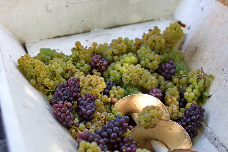 Crushing Grapes for Wine Making Stock Image - Image of agricultural ...