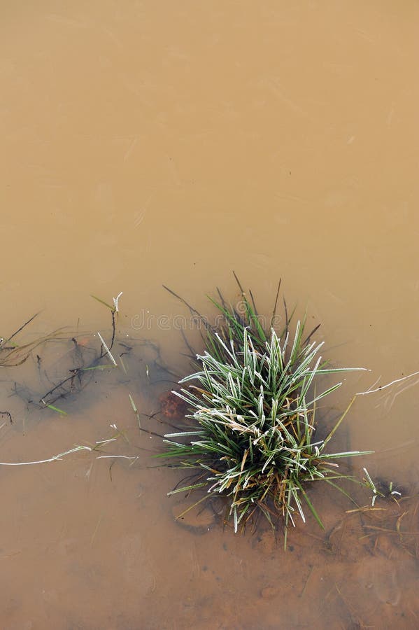 Crust of ice and rime stock photo. Image of mood, like - 78524700