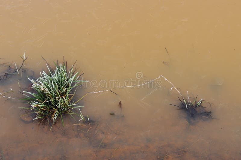 Crust of ice and rime stock image. Image of lake, plant - 78524709