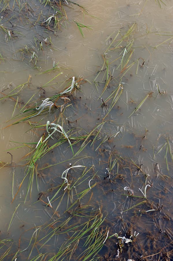 Crust of ice and rime stock photo. Image of frozen, mood - 78524898