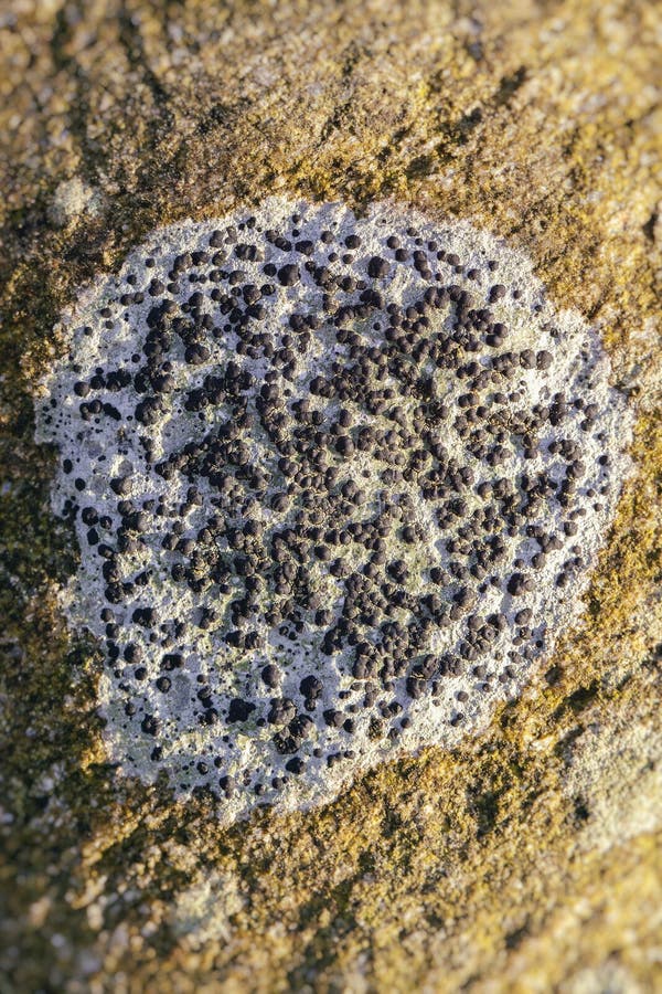 Large Porpidia Stock Photos - Free & Royalty-Free Stock Photos from ...