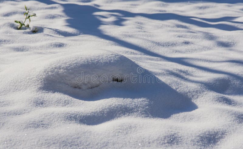 Crust Snow is Melting in the Sunset. Stock Image - Image of cold ...