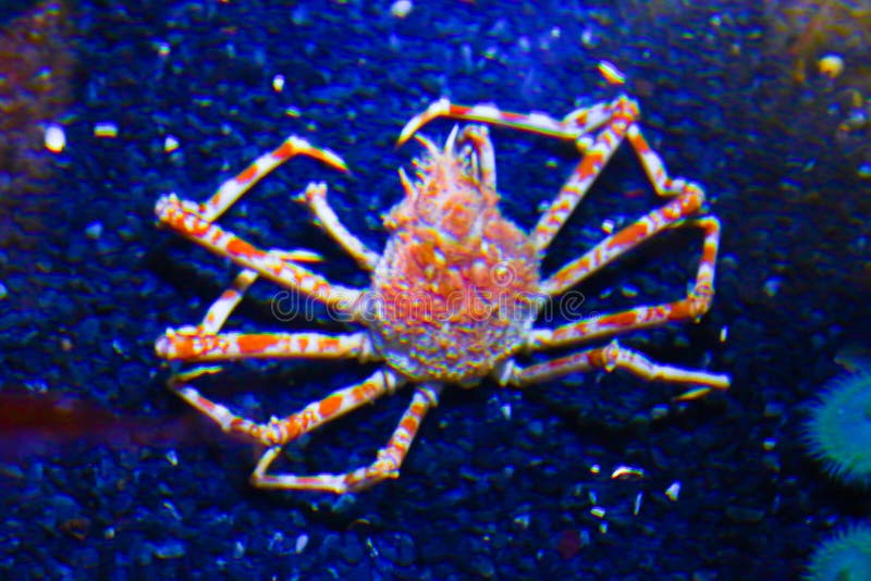 Crustacéen Photos Stock - Téléchargez 62,977 Photos libres de droits
