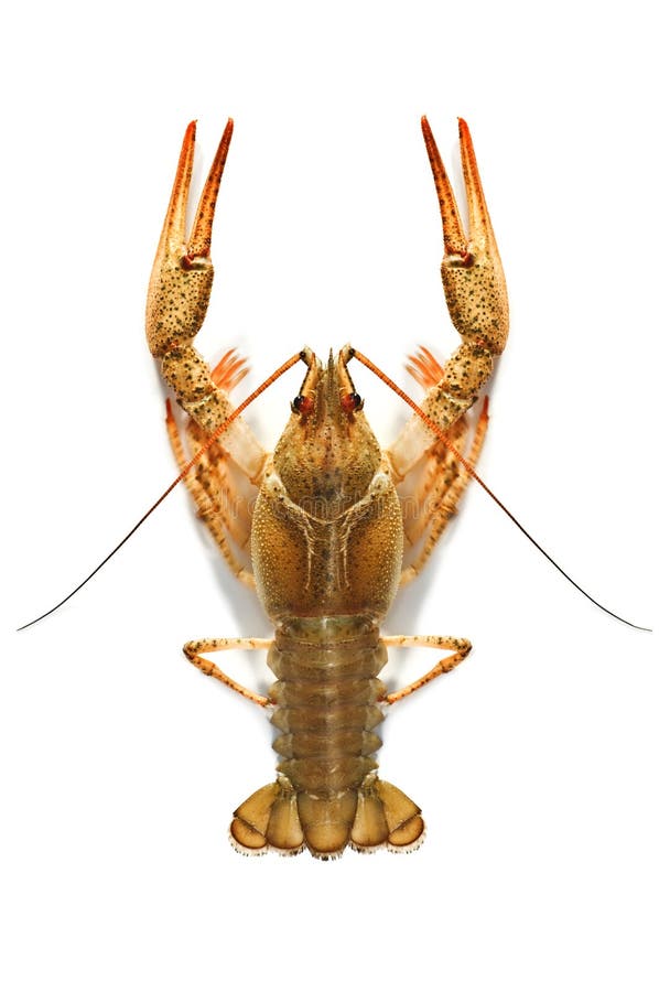 Crustacean stock image. Image of crustacean, lobster - 13187077