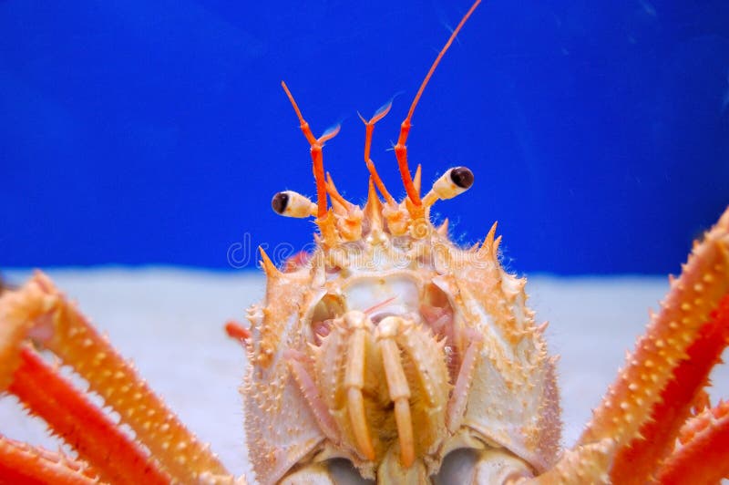Crustacean stock photo. Image of animal, eyes, wildlive - 17750096