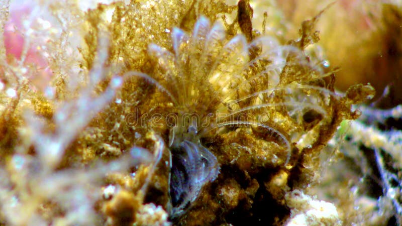 Crustacean Balanus Sp. Catches Plankton among Algae, Black Sea Stock ...