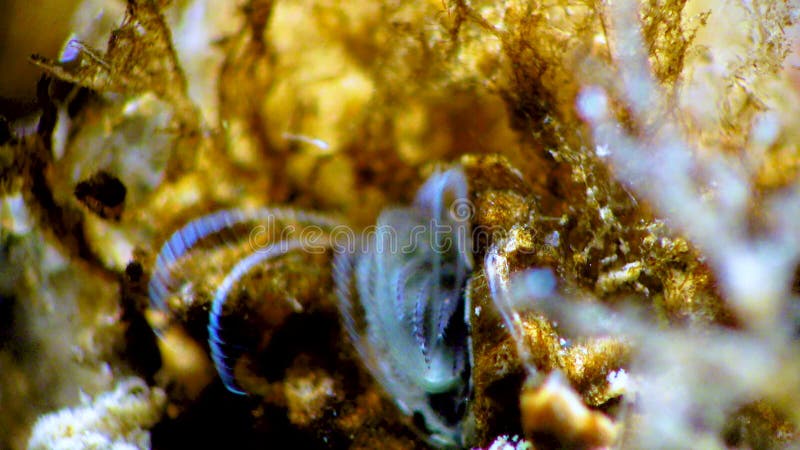 Crustacean Balanus Sp. Catches Plankton among Algae, Black Sea Stock ...