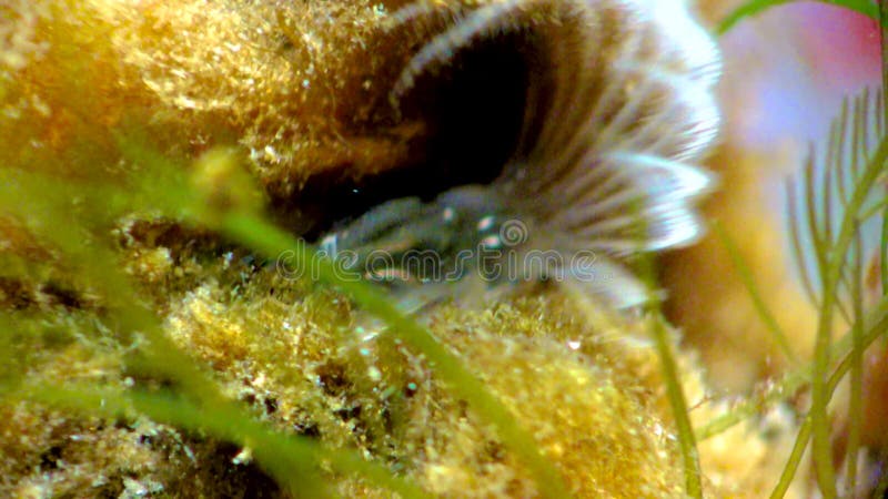 Crustacean Balanus Sp. Catches Plankton among Algae, Black Sea Stock ...