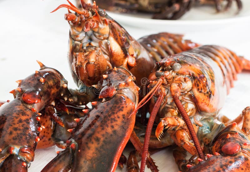 Crustacean stock photo. Image of animal, shellfish, healthy - 50851766