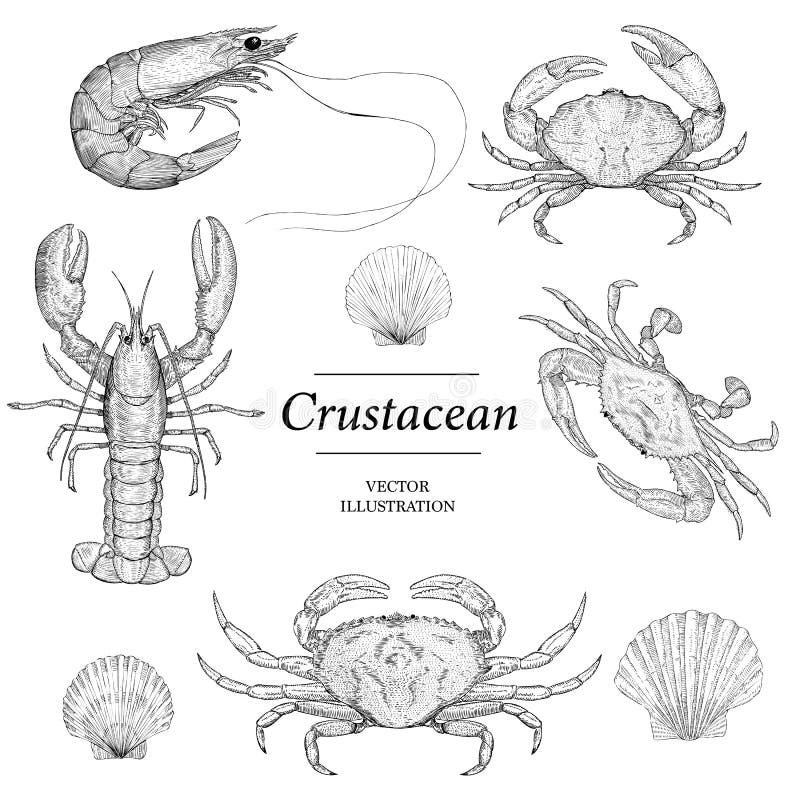 Crustacean illustrations stock vector. Illustration of woodcut - 45622855