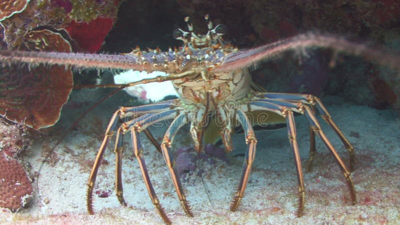 Crustaceans with Long Legs Surrounded by Fish Stock Footage - Video of ...