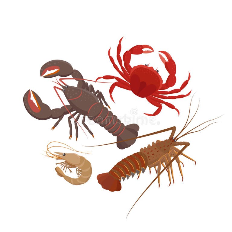 Spiny Lobster Stock Illustrations – 354 Spiny Lobster Stock ...