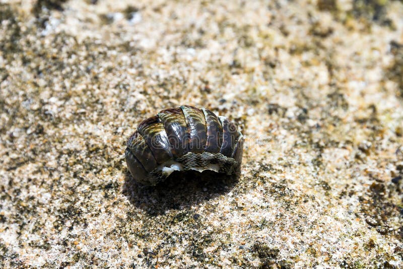 Crustaceans shell stock image. Image of beach, mollusk - 80263627
