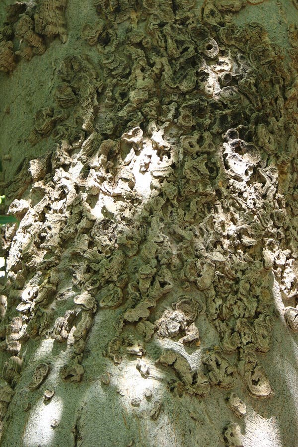 Crusty Texture Picture. Image: 82895837