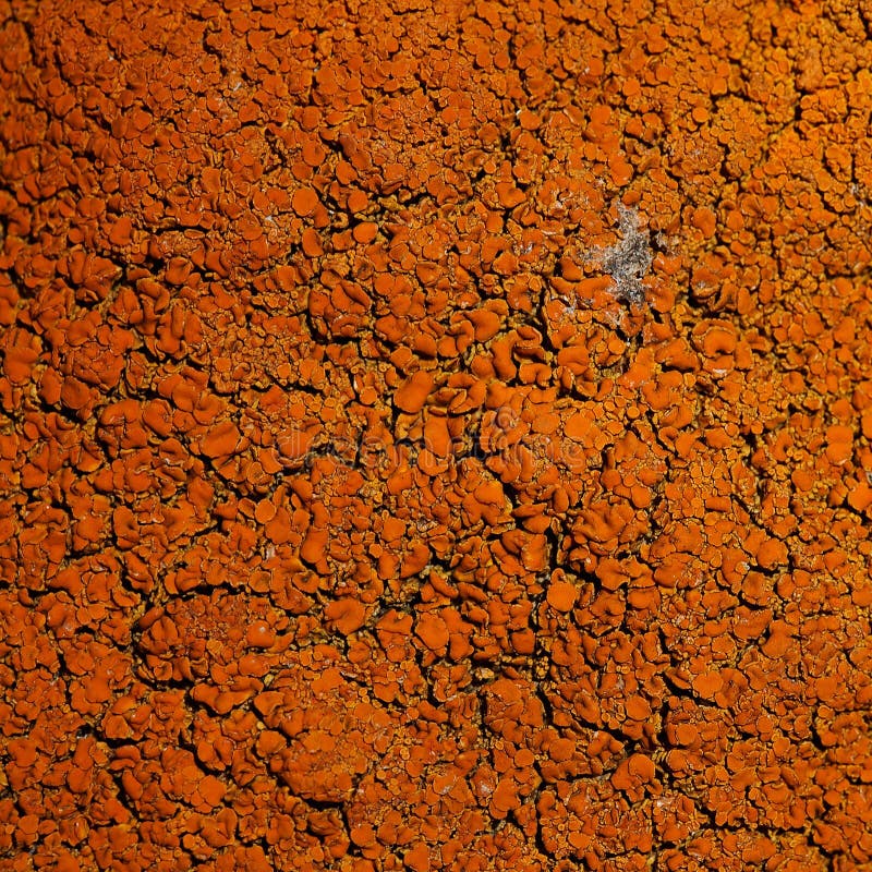 Crustose lichen stock image. Image of grey, cling, flora - 1499465