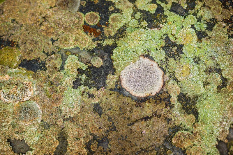 Crustose Lichen Apothecia stock photo. Image of macro - 146814248