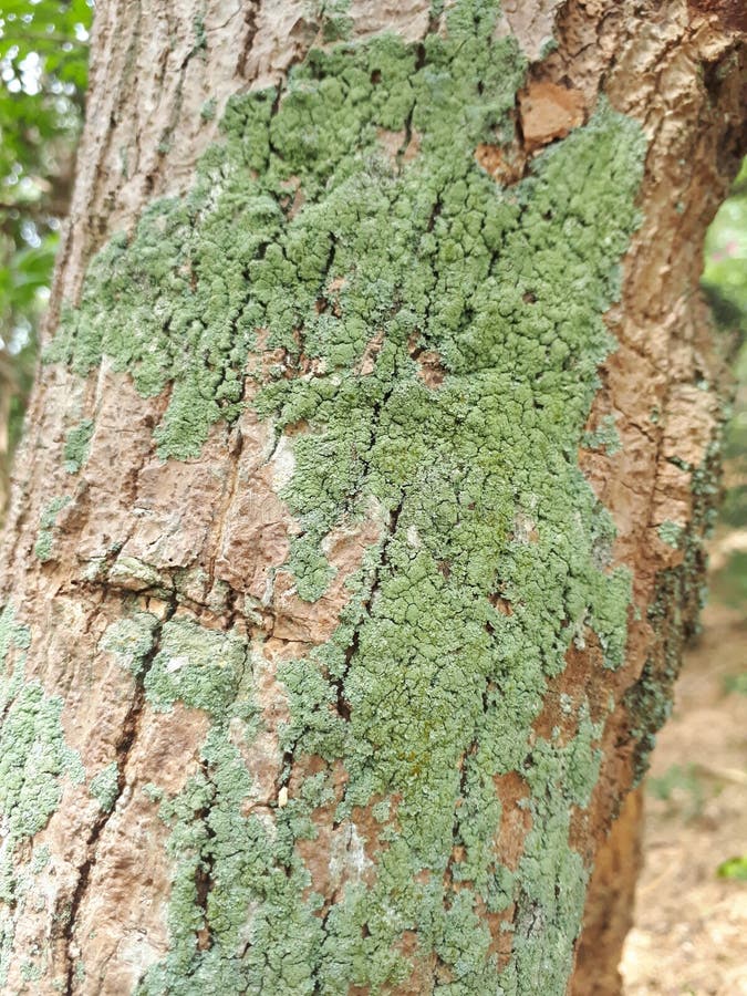 Crustose lichen stock photo. Image of tree, thailad, report - 99258890