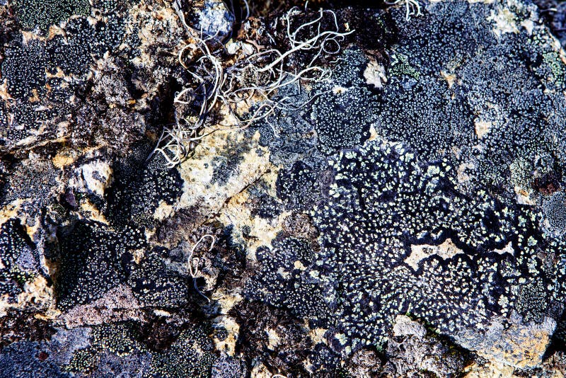 Crustose lichens stock image. Image of nature, colorful - 43894831