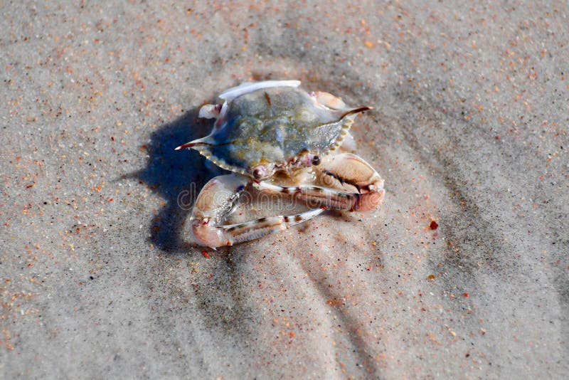 A Crusty Crab on the Beach stock photo. Image of sealife - 170226024