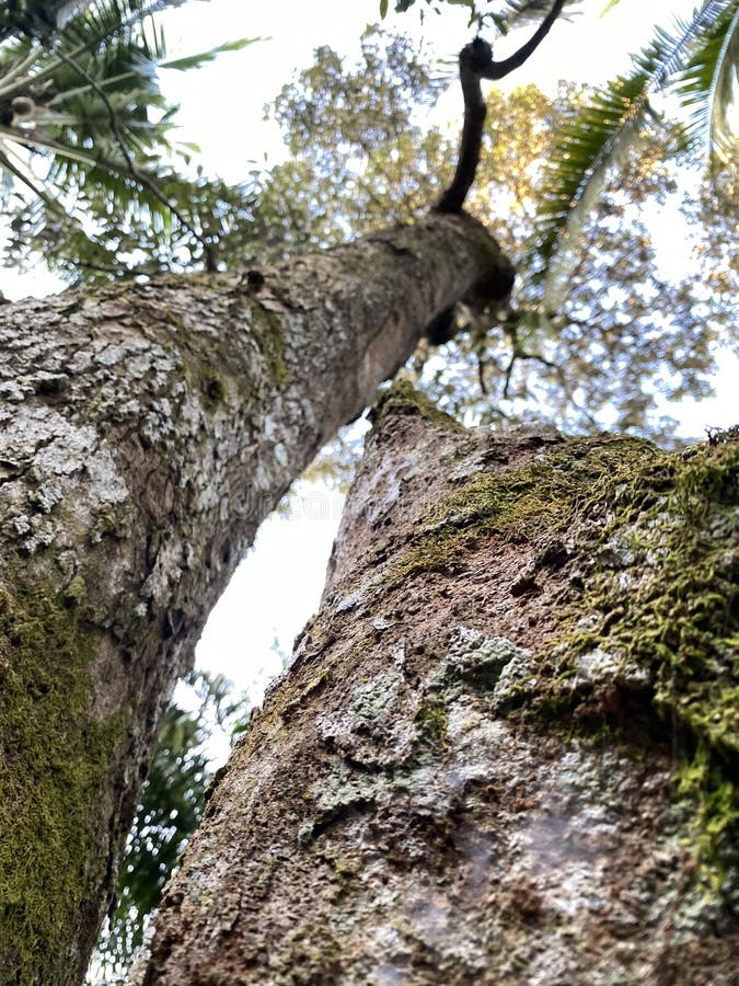 Crusty tree trunks stock image. Image of trunks, jungle - 270907517