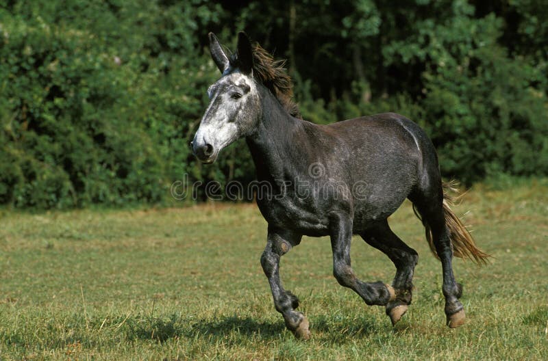 Cruz De Mula De Un Burro Macho Y Un Caballo Hembra Imagen de archivo ...