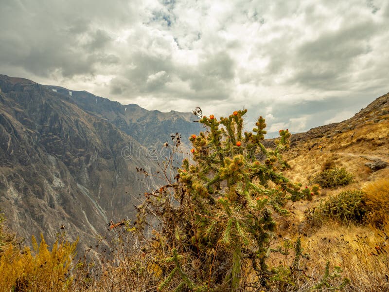 Cruz Del Condor, Colca Canyon, Peru Stock Image - Image of altitude ...