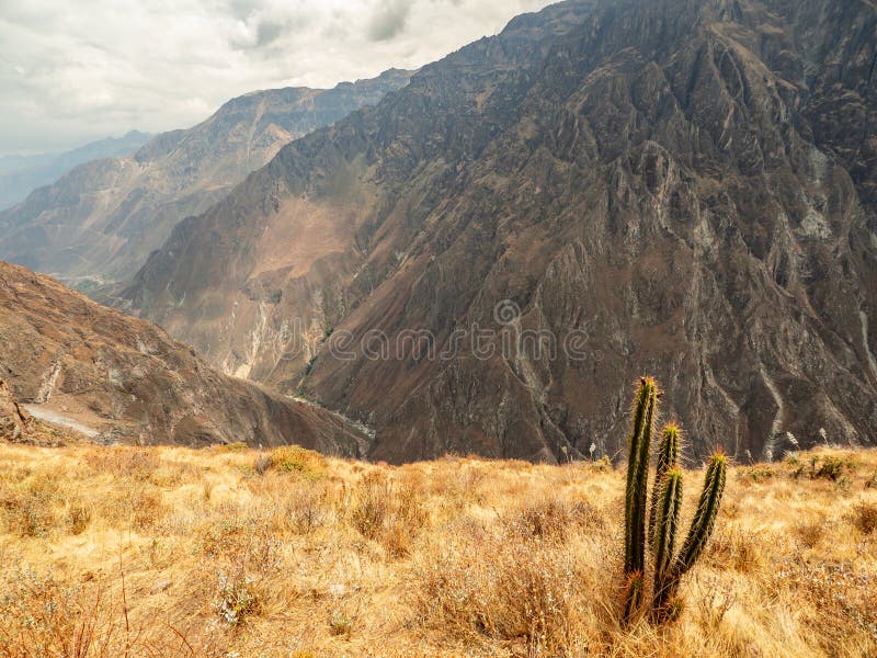 Cruz Del Condor, Colca Canyon, Peru Stock Photo - Image of andes ...