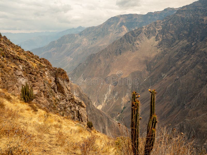 Cruz Del Condor Colca Canyon Peru Imagen de archivo - Imagen de andino ...