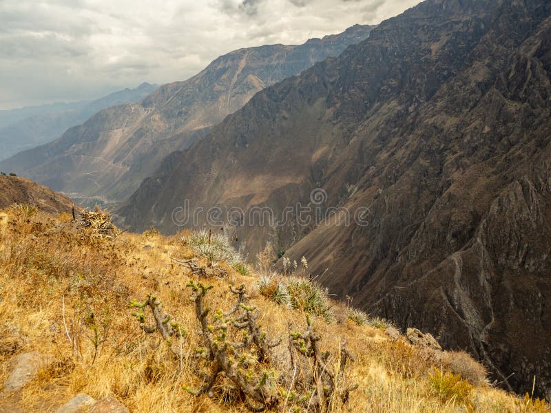 Cruz Del Condor Colca Canyon Peru Imagen de archivo - Imagen de imagen ...