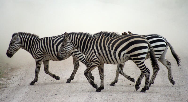 Cruzamento de zebra imagem de stock. Imagem de zebras - 19005927