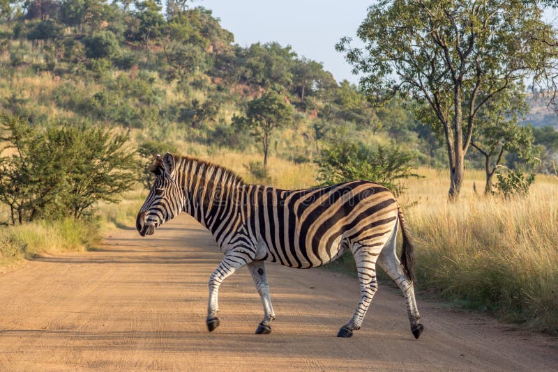 Cruzamento De Zebra De Burchels Uma Estrada Imagem de Stock - Imagem de ...