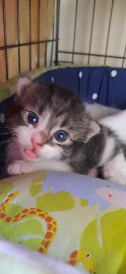 The cry of kittens stock image. Image of puppy, kitten - 219500271