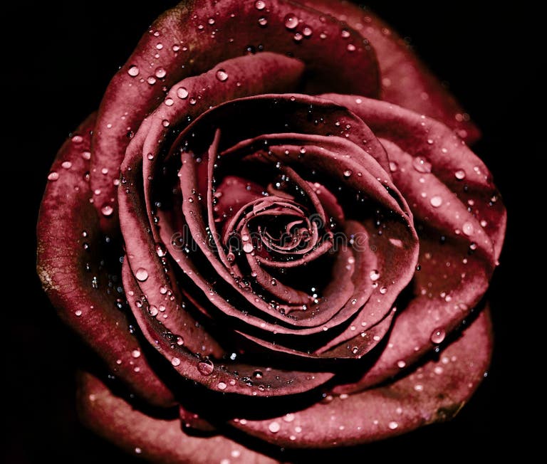 Cry rose stock image. Image of flora, floral, blossom - 9856245