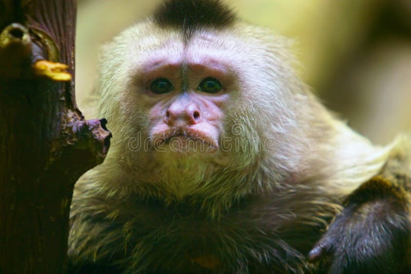 Crying Capuchin Stock Photos - Free & Royalty-Free Stock Photos from ...