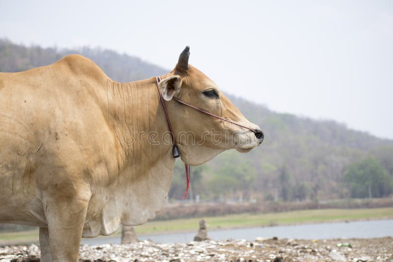 Cows Crying Stock Photos - Free & Royalty-Free Stock Photos from Dreamstime