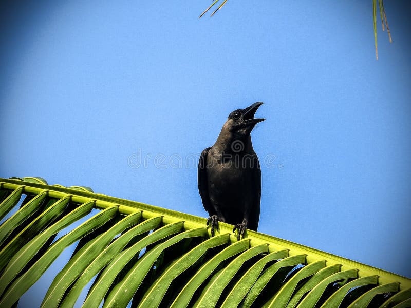 Crying Crow.the Indian Jungle Crow Stock Photo - Image of corvus, croak ...