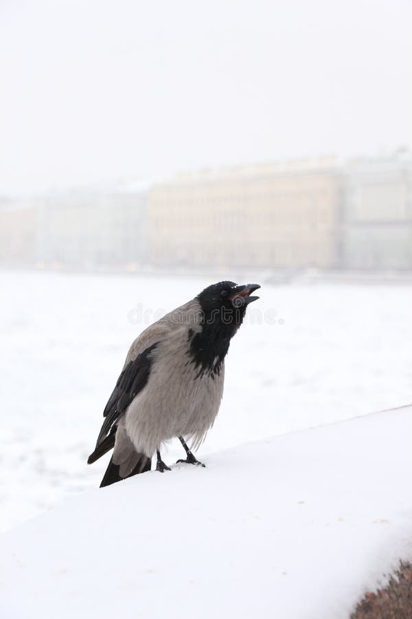 Crying crow stock photo. Image of look, feather, background - 108253568
