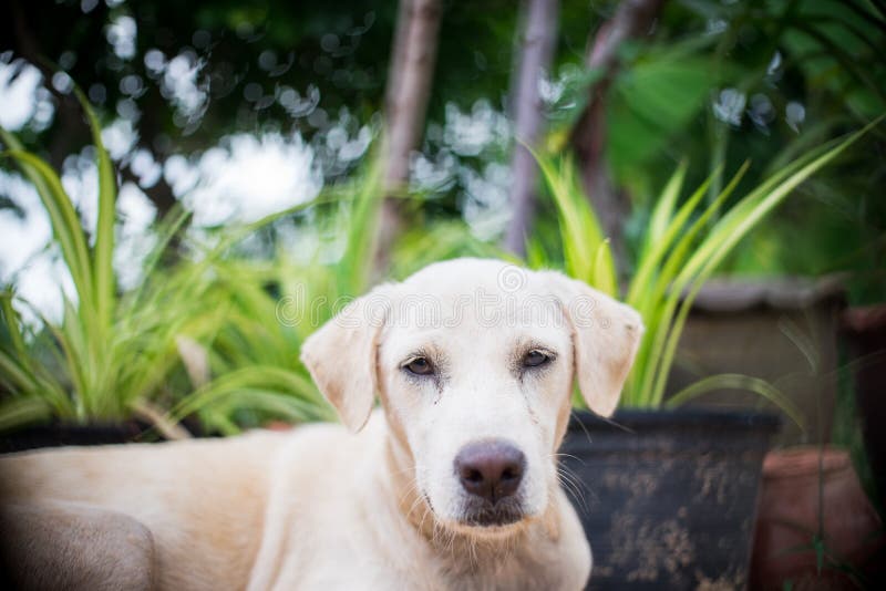 Crying dog stock photo. Image of close, summer, sadness - 44520352