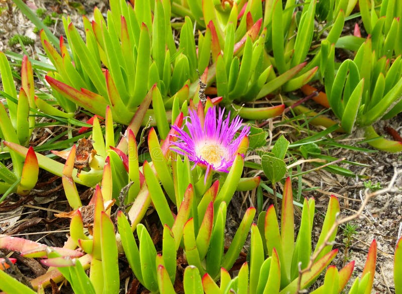 Crying Flower from the Beaches Stock Image - Image of wildflower ...