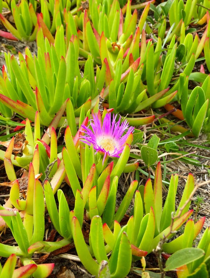 Crying Flower from the Beaches Stock Photo - Image of prairie, blooming ...