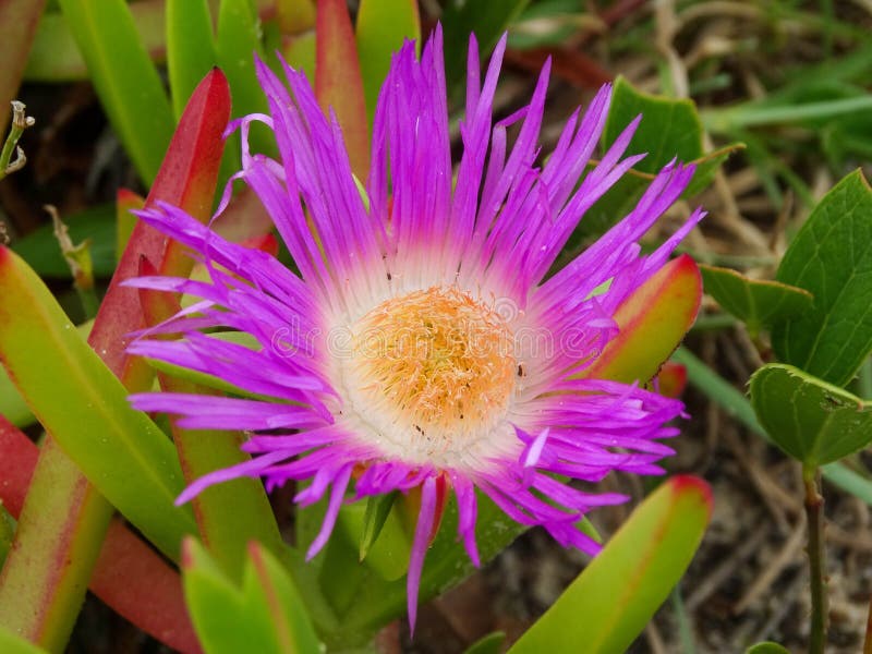 Crying Flower from the Beaches Stock Image - Image of nature, blossom ...