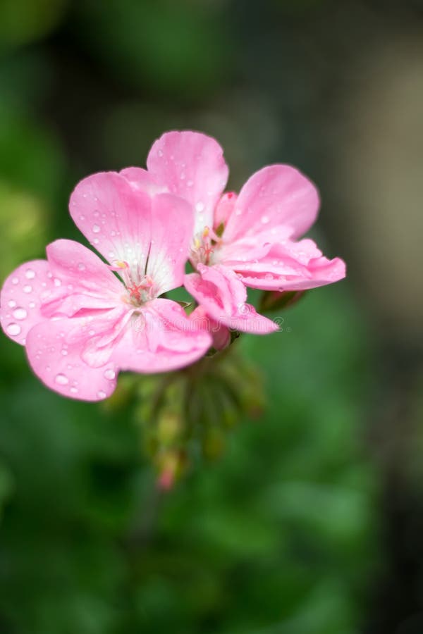 Crying Flower stock image. Image of crying, raindrops - 97919643