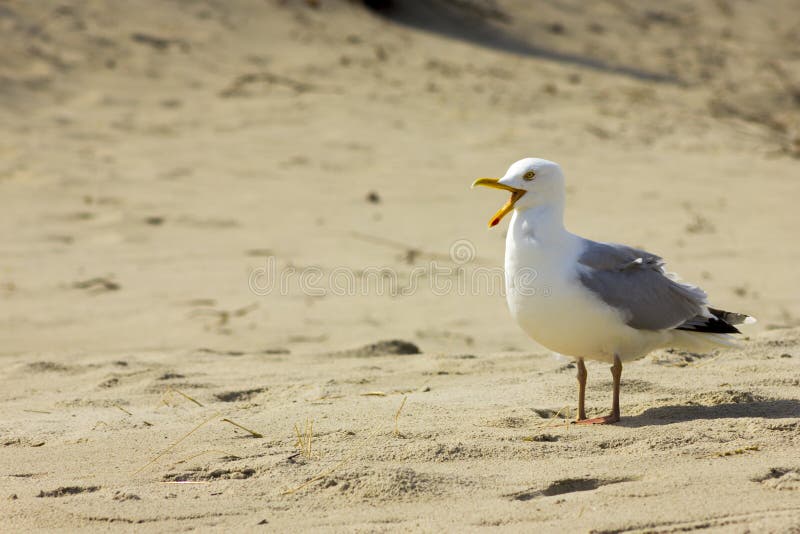 Crying gull at beach stock photo. Image of bright, copy - 33704174