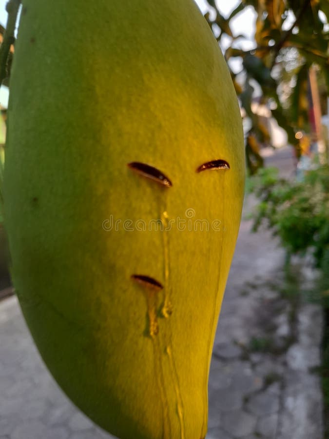 Crying halloween mango stock image. Image of carving - 231922811