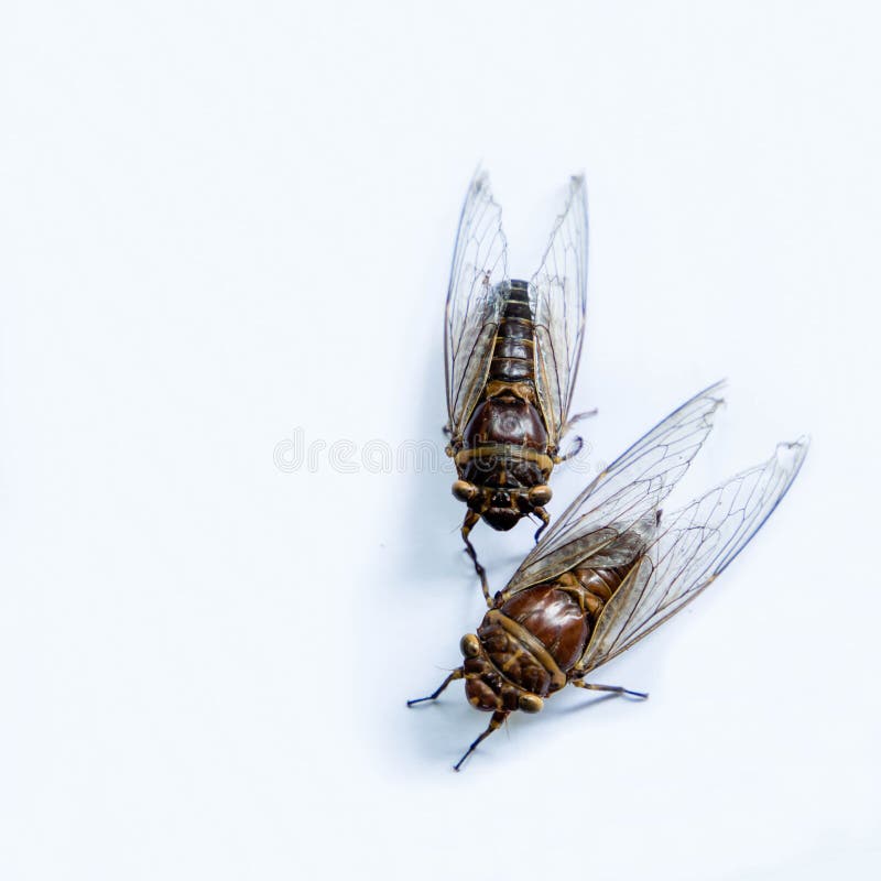 2 Cicada Heads Close Together on a White Background Stock Photo - Image ...