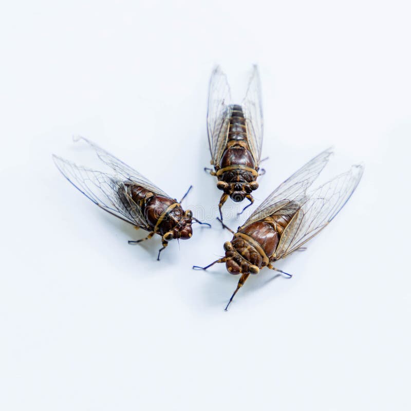 3 Cicada Heads Close Together on a White Background Stock Image - Image ...