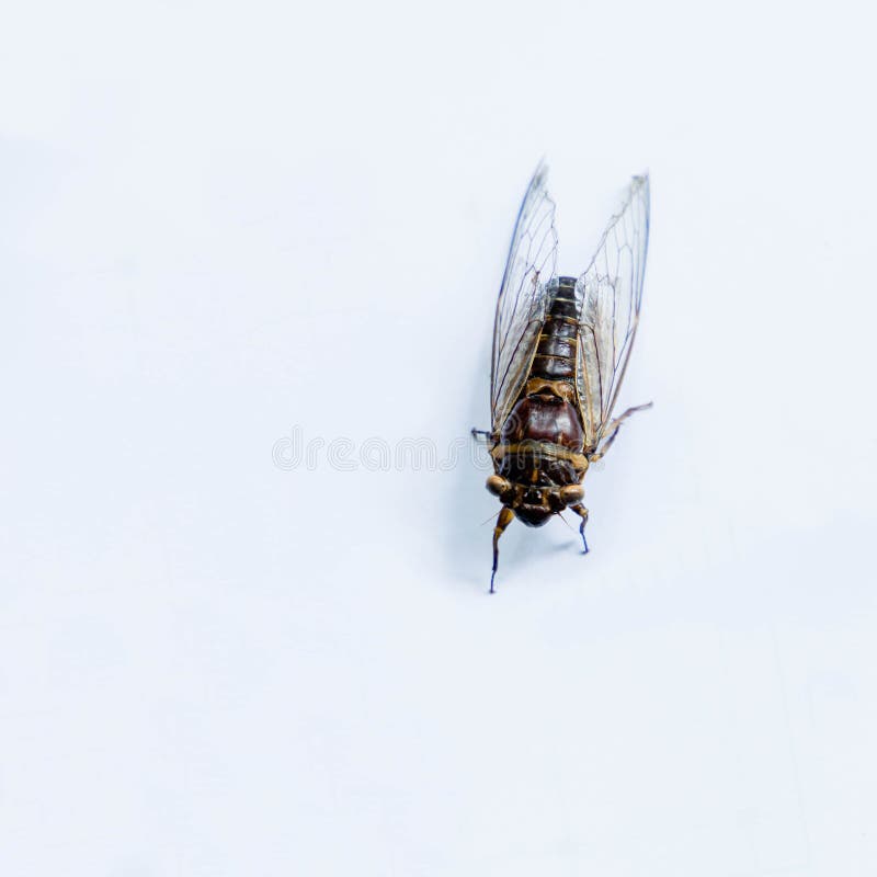 Cicada Young on a White Background Stock Image - Image of copy, cicada ...