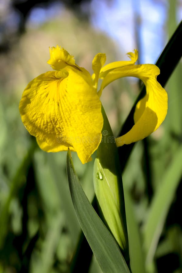 Crying Iris Stock Photos - Free & Royalty-Free Stock Photos from Dreamstime