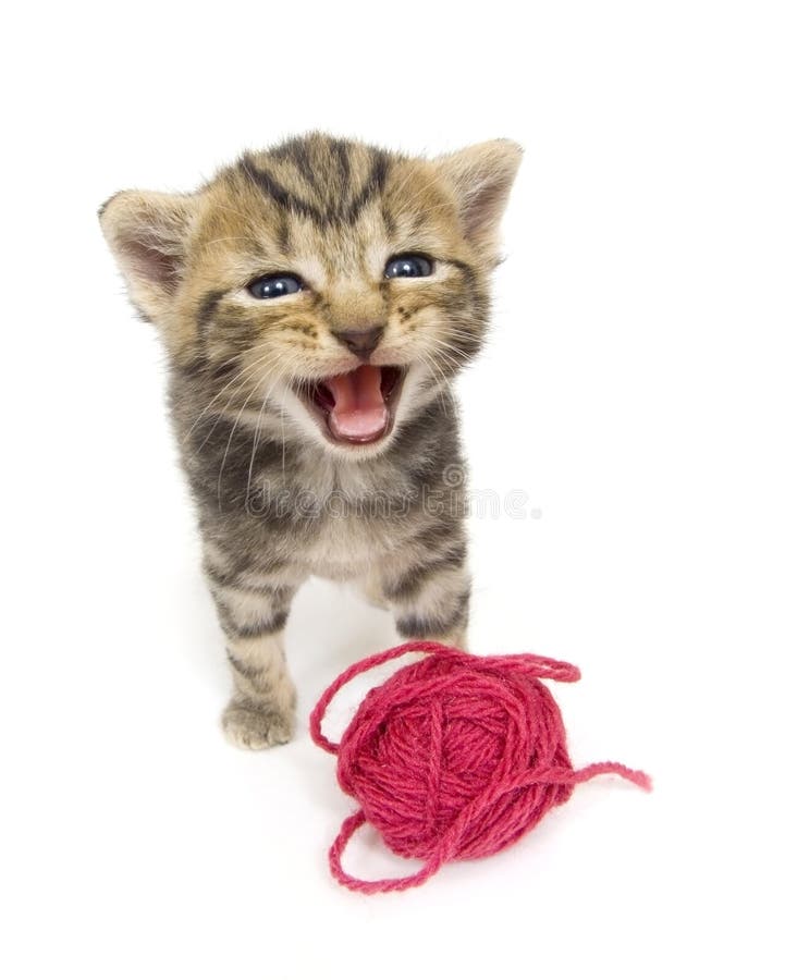 372 Cat Crying Front Stock Photos - Free & Royalty-Free Stock Photos ...