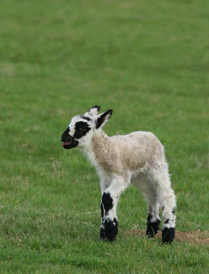 Crying Lamb stock photo. Image of beautiful, black, lamb - 684100